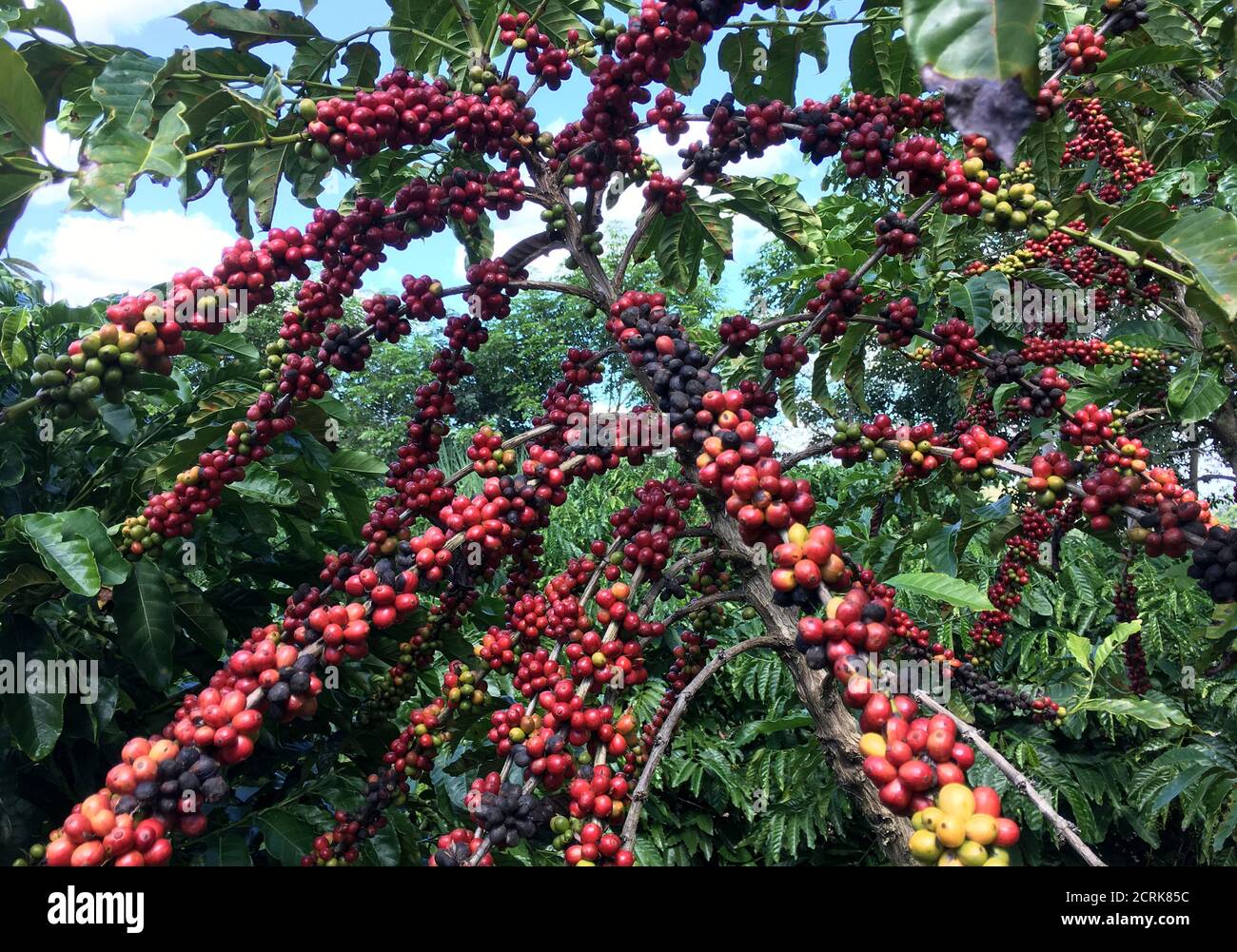 Sao gabriel da palha hi-res stock photography and images - Alamy