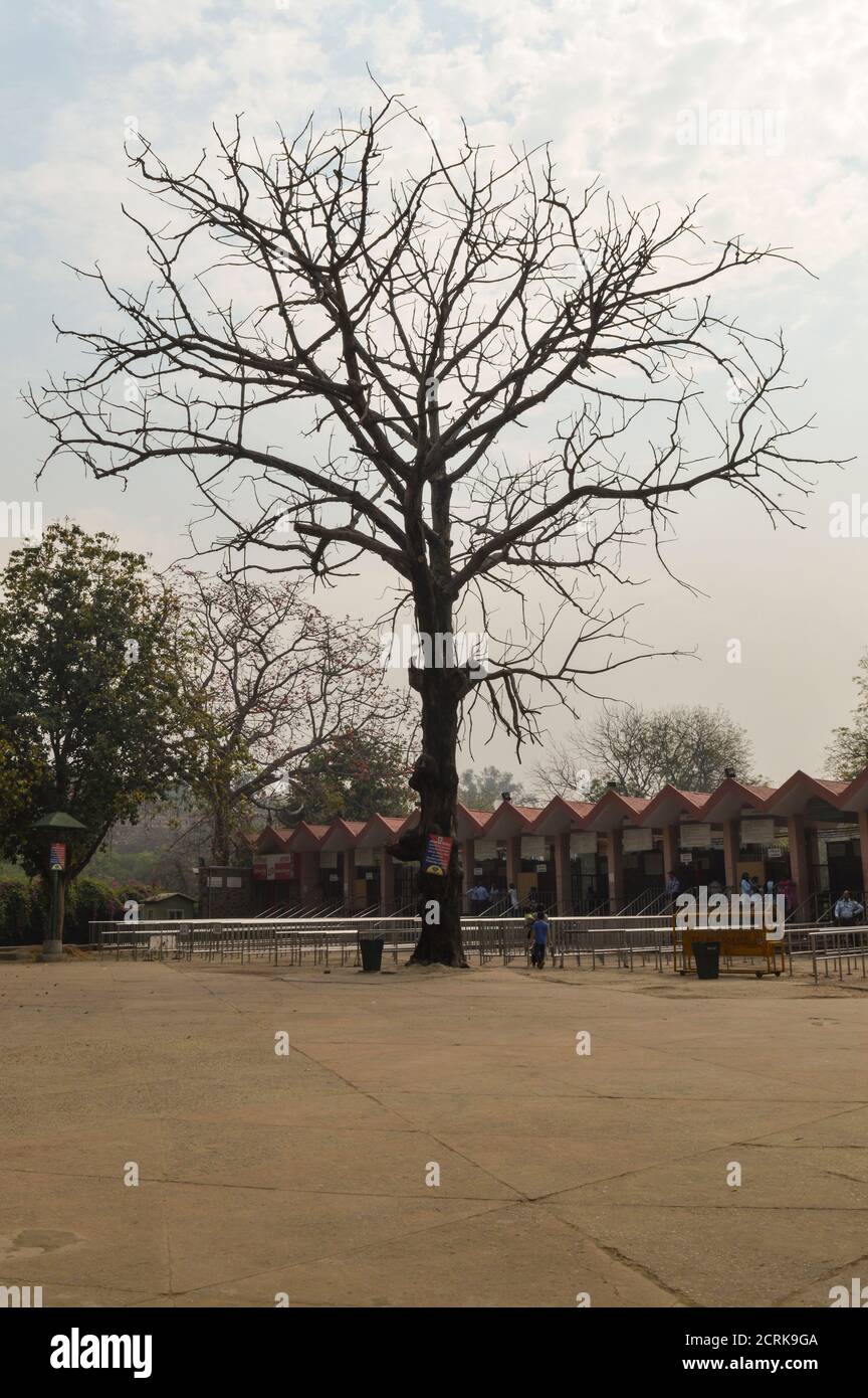 A big tree which is located outside of zoo and old fort with sky Stock ...