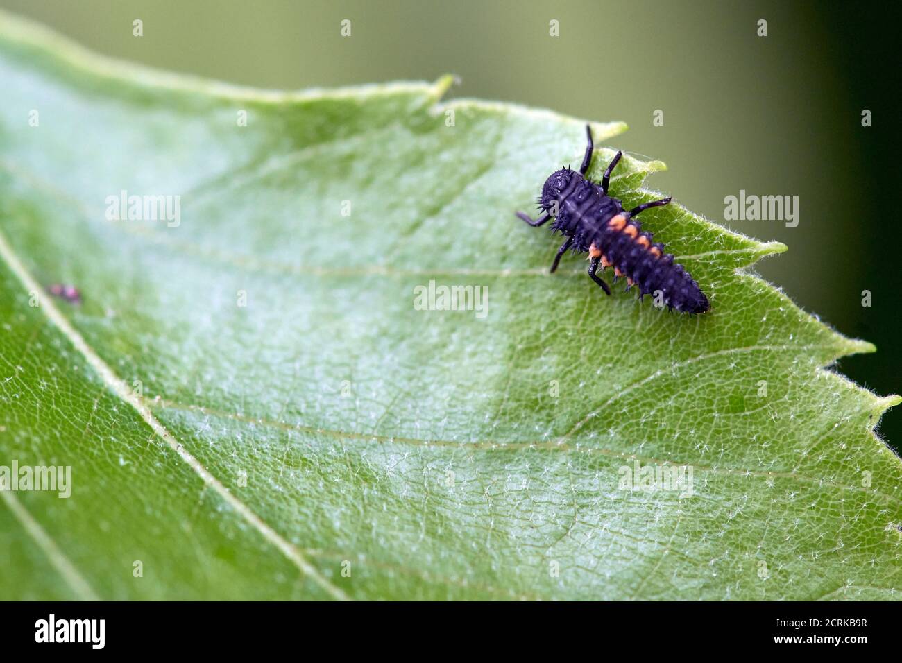 Closeup of an asian ladybug Stock Photo - Alamy