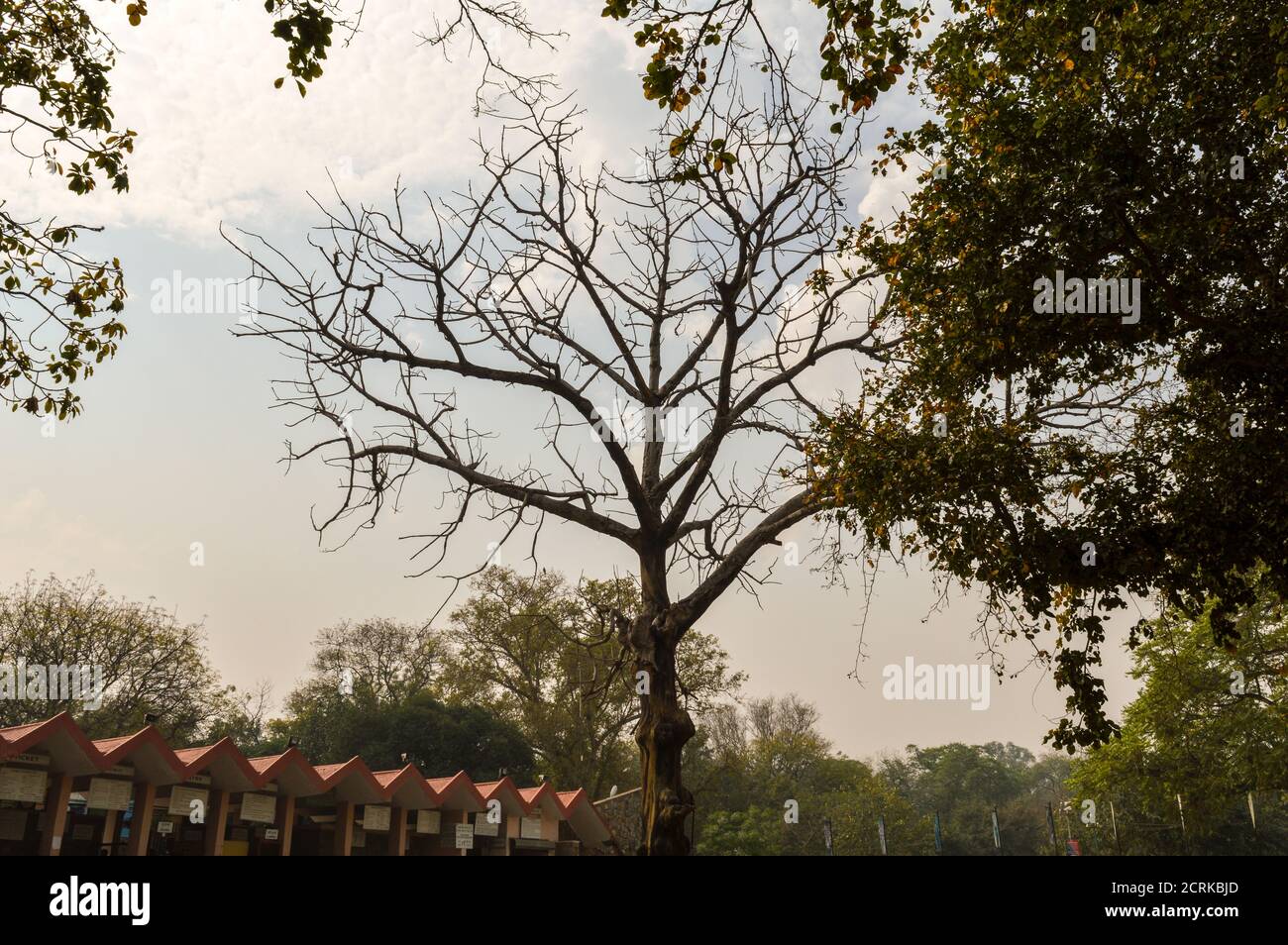 A big tree which is located outside of zoo and old fort with sky Stock ...