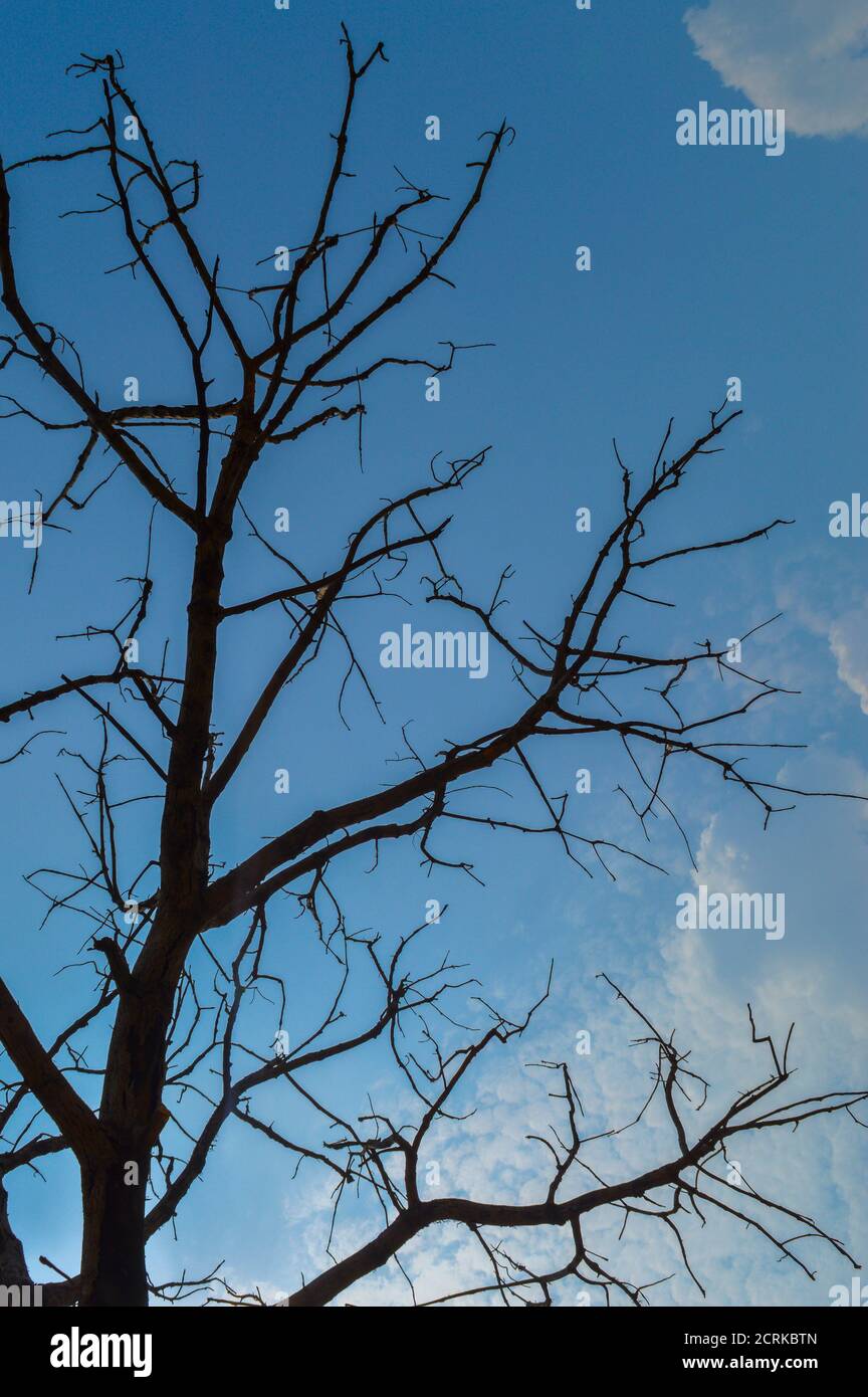 Branches of big tree create illusion with sky space for text Stock ...