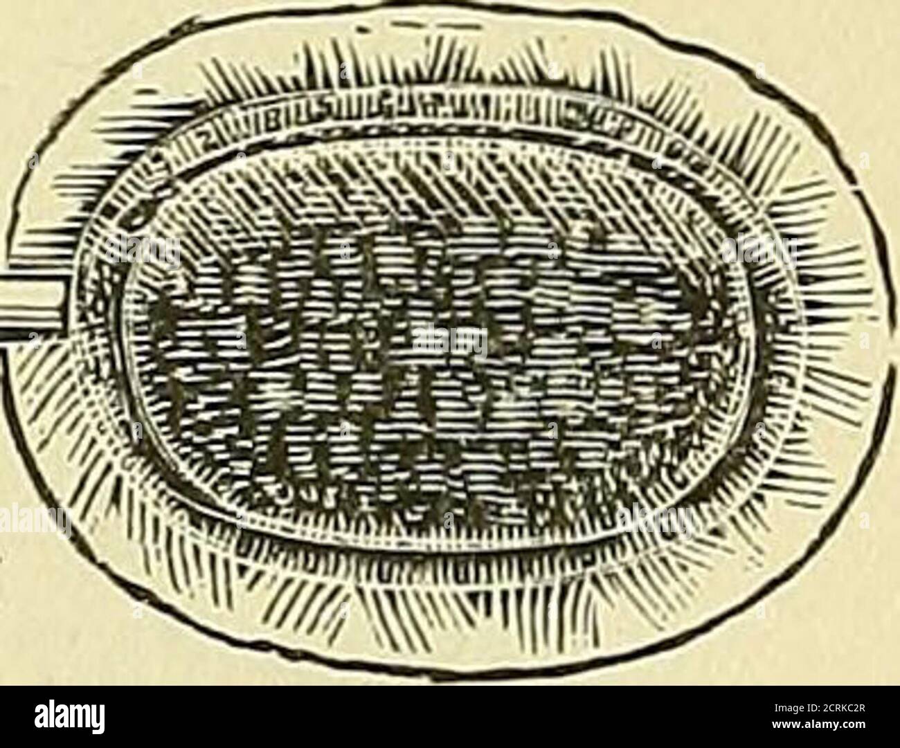 . The medical and surgical uses of electricity : including the X-ray ...