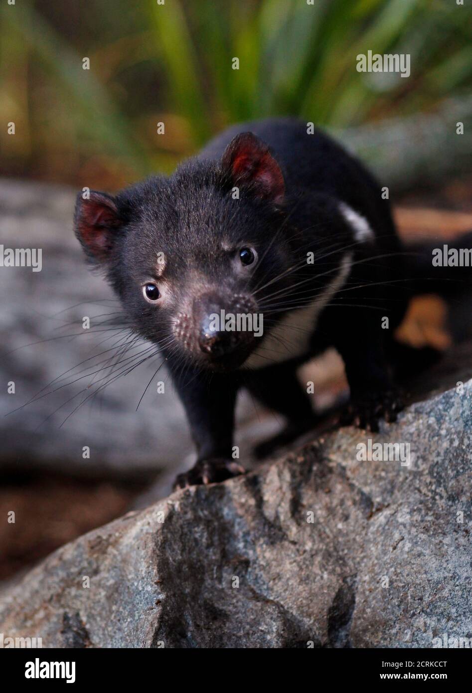 Tasmanian Devil Facial Tumour High Resolution Stock Photography and ...
