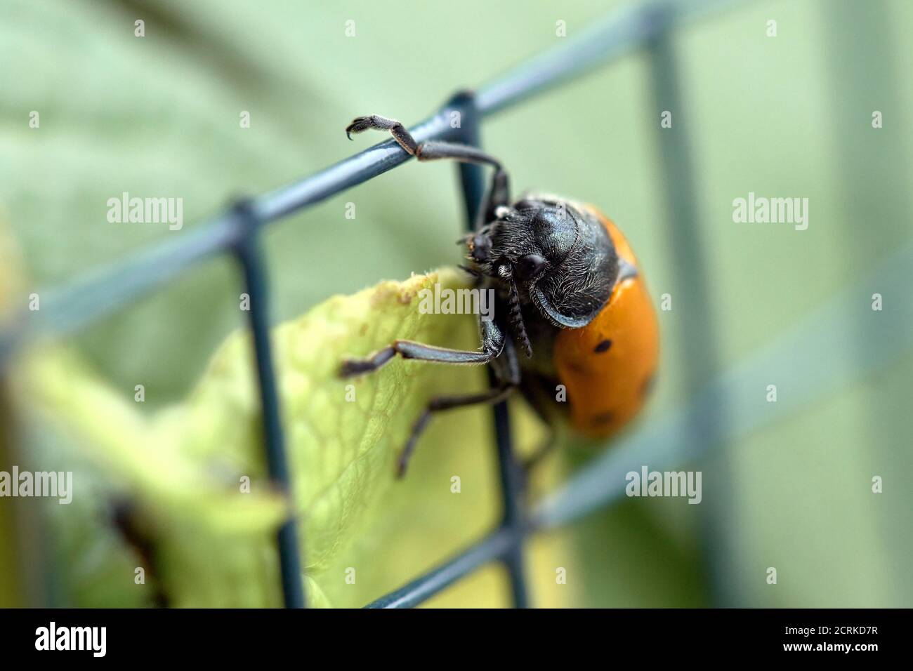 Leaf beetle climbing a fence Stock Photo - Alamy