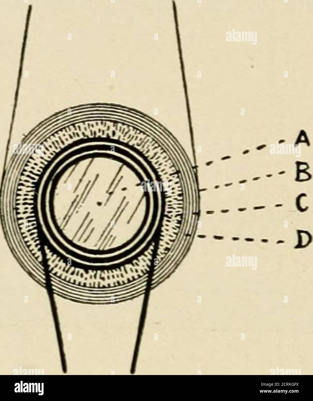 Riley kind hi-res stock photography and images - Alamy