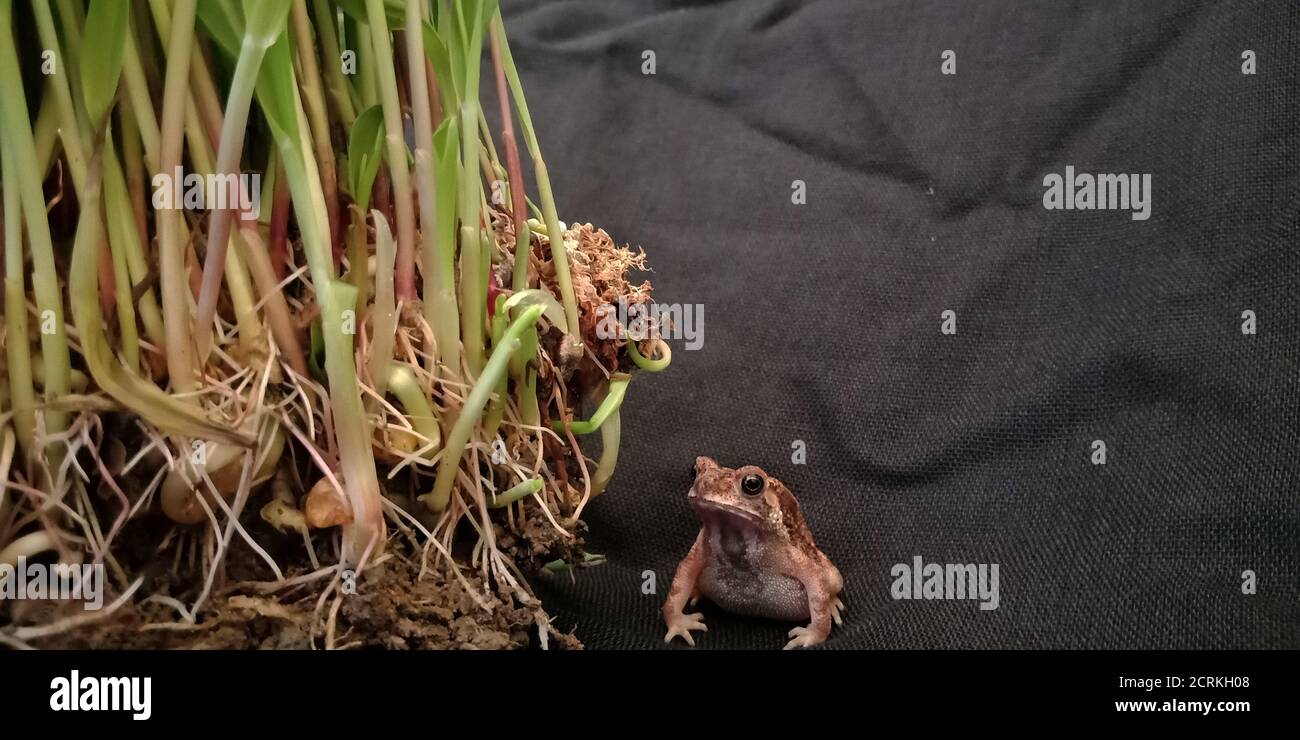 Indian flying frog hi-res stock photography and images - Alamy