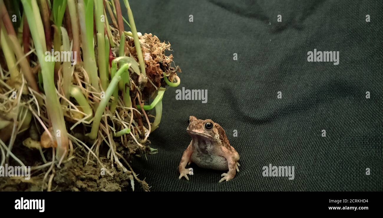 Indian flying frog hi-res stock photography and images - Alamy