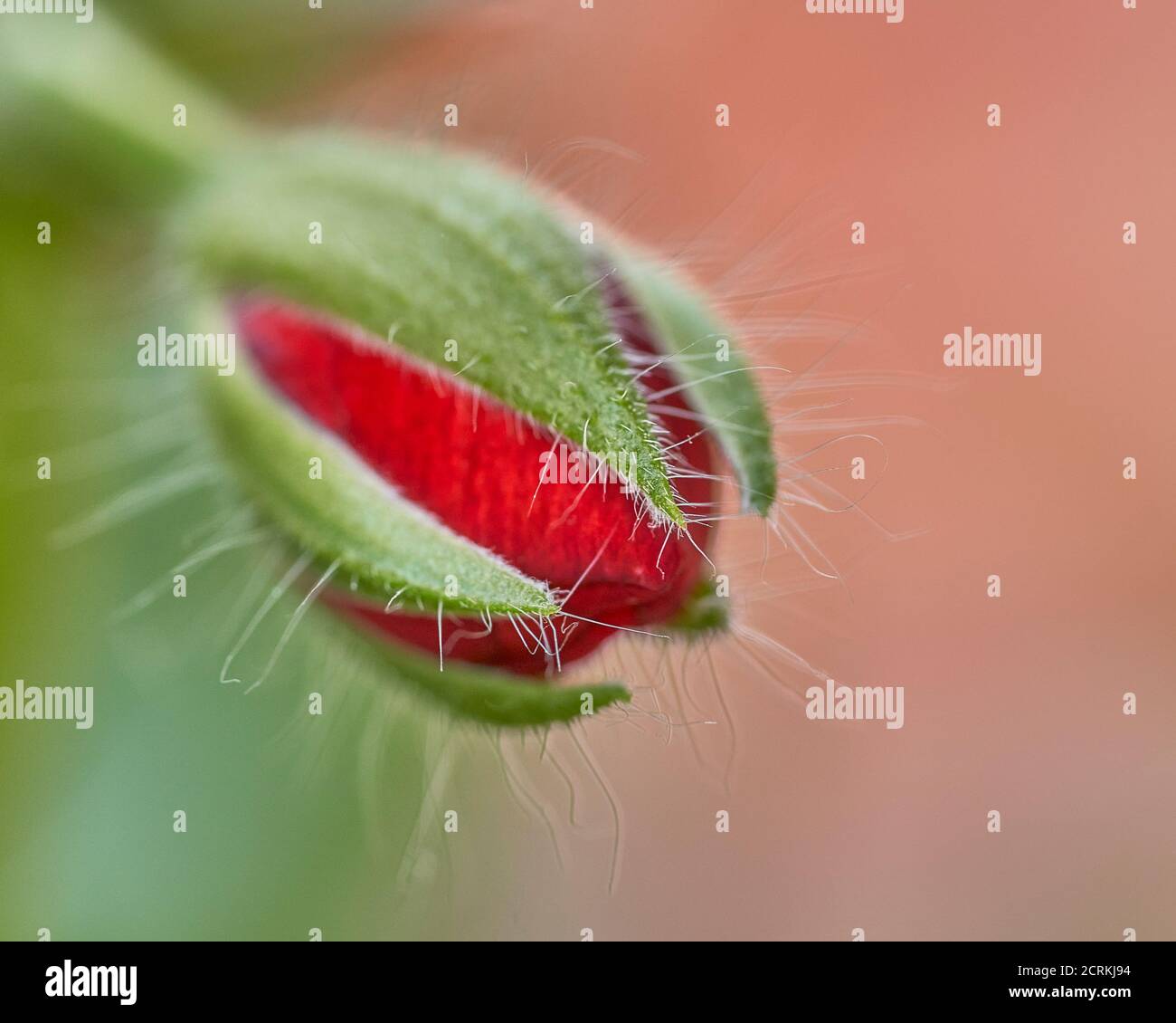 Detail of a flower from up close Stock Photo - Alamy