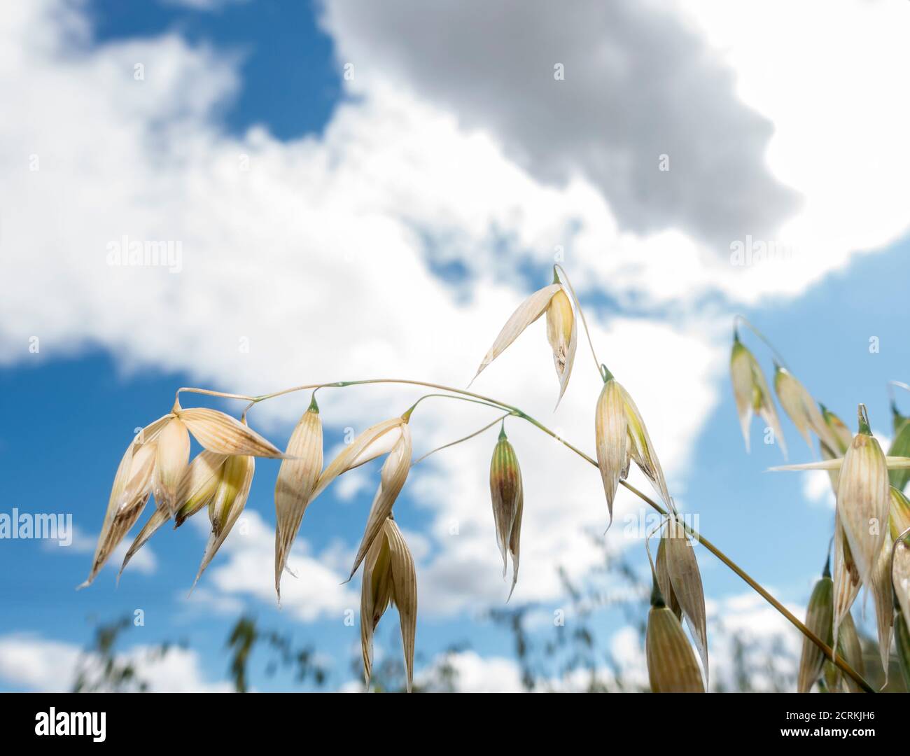 Growing oats hi-res stock photography and images - Alamy