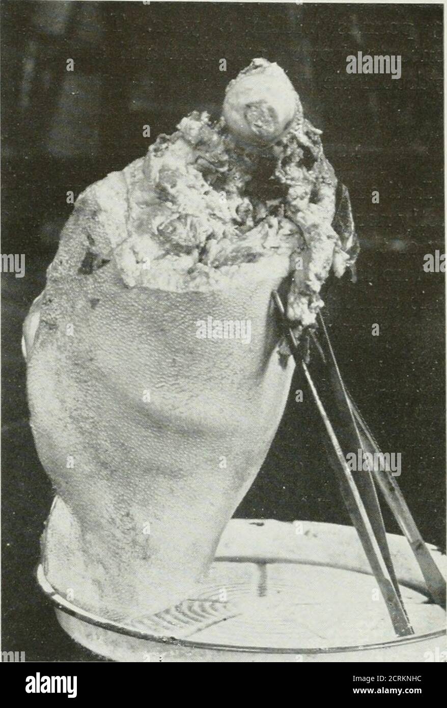 Disarticulated bone hi-res stock photography and images - Alamy