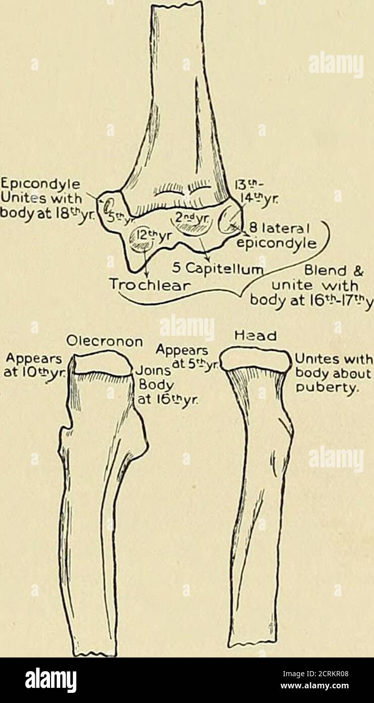 Capitulum Of Humerus