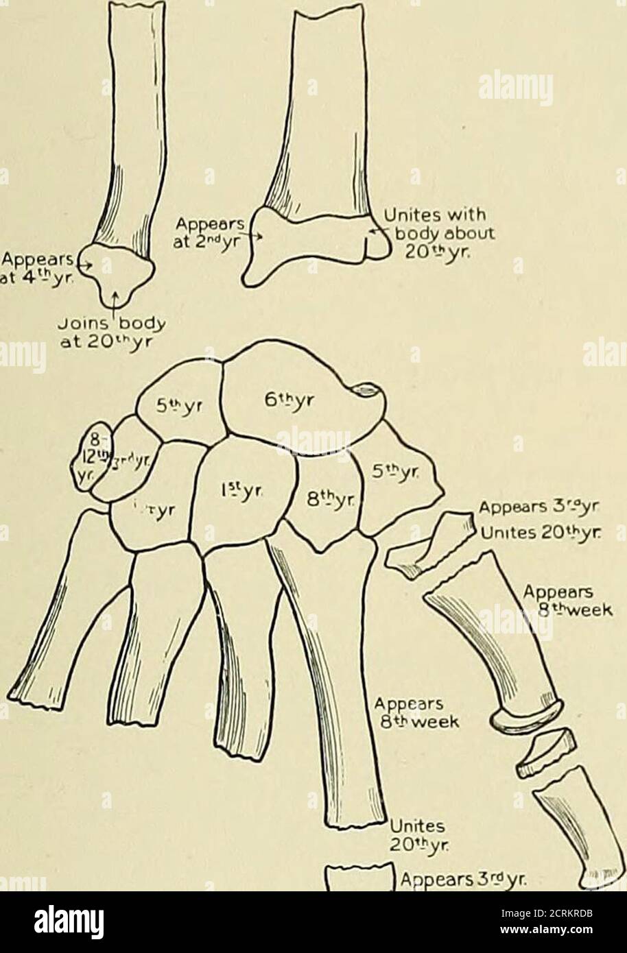 Styloid process of ulna hi-res stock photography and images - Alamy