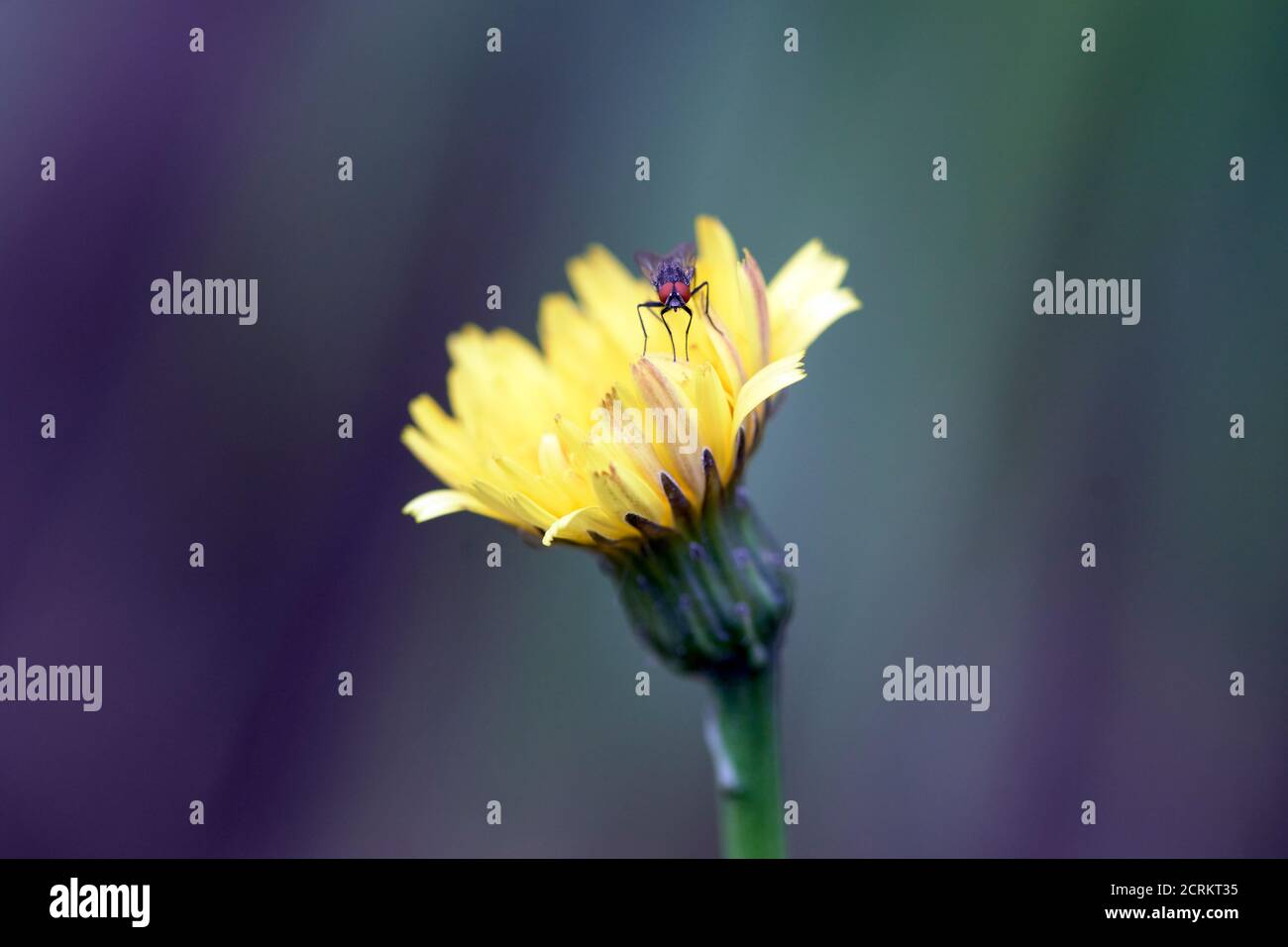 Micro arthropods hi-res stock photography and images - Alamy