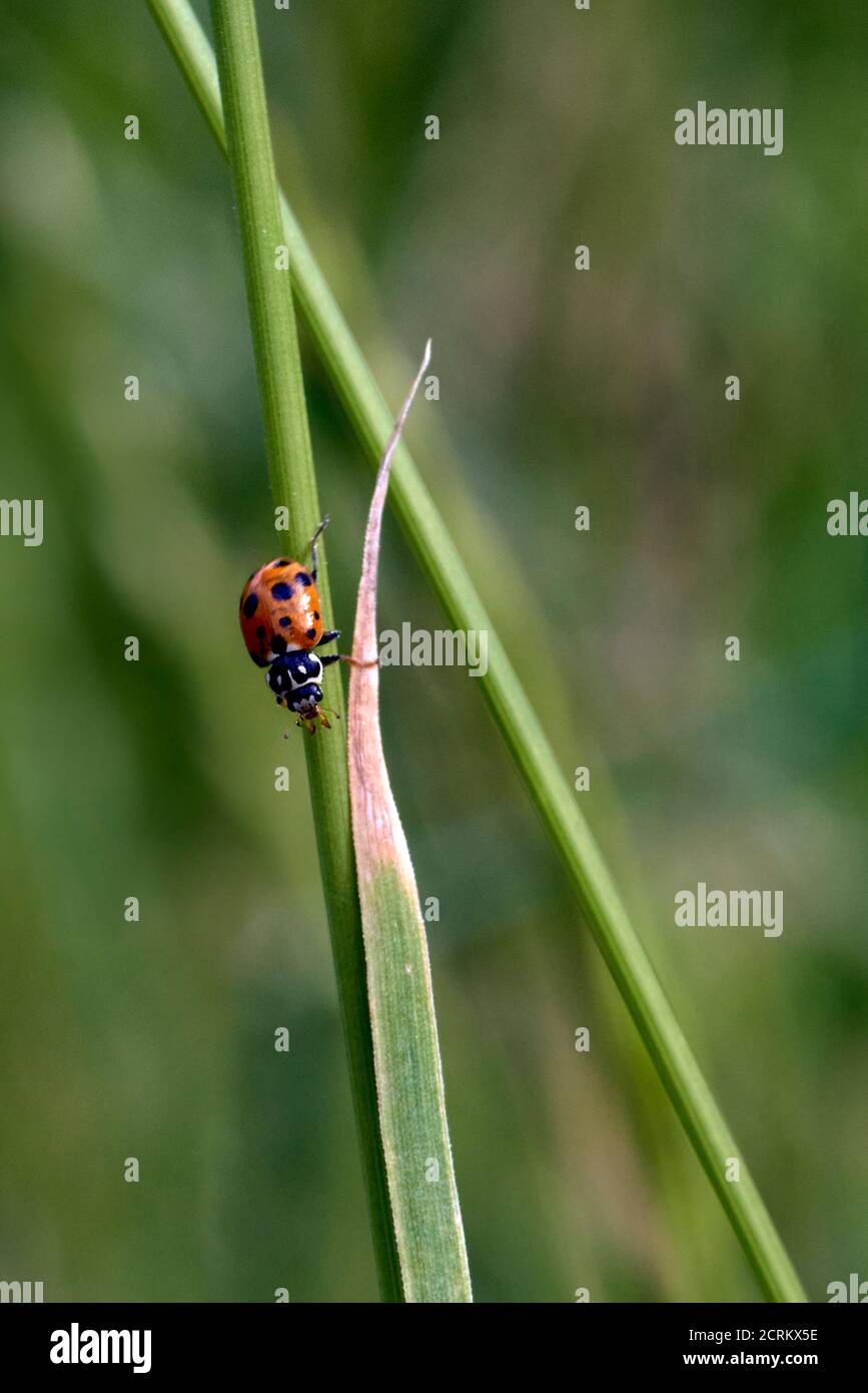 Close-up of a ladybug Stock Photo - Alamy