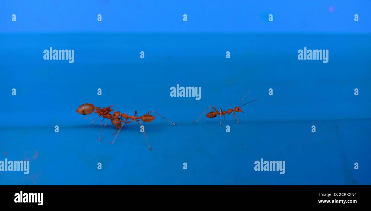 An Ant carried dead ant on blue background Stock Photo - Alamy