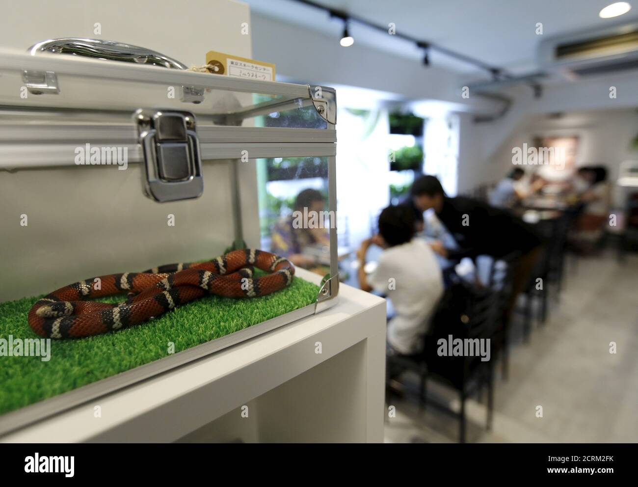 Venomous snake in cage hi-res stock photography and images - Alamy