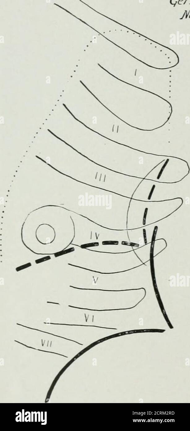 . The Roentgen rays in medicine and surgery as an aid in diagnosis and ...