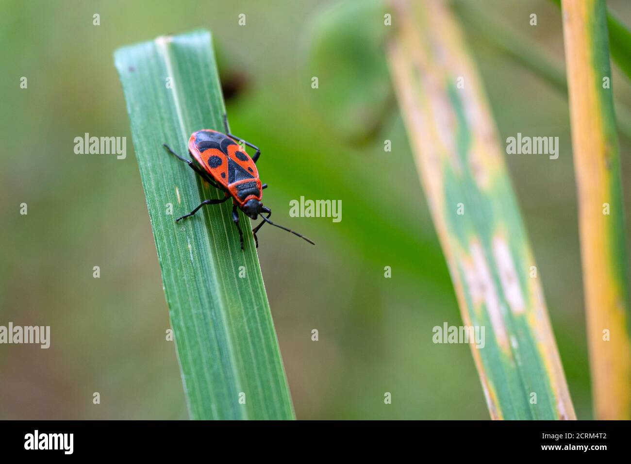 Pyrrhocoris apterus sits on the grass. Macro photography. Close up ...