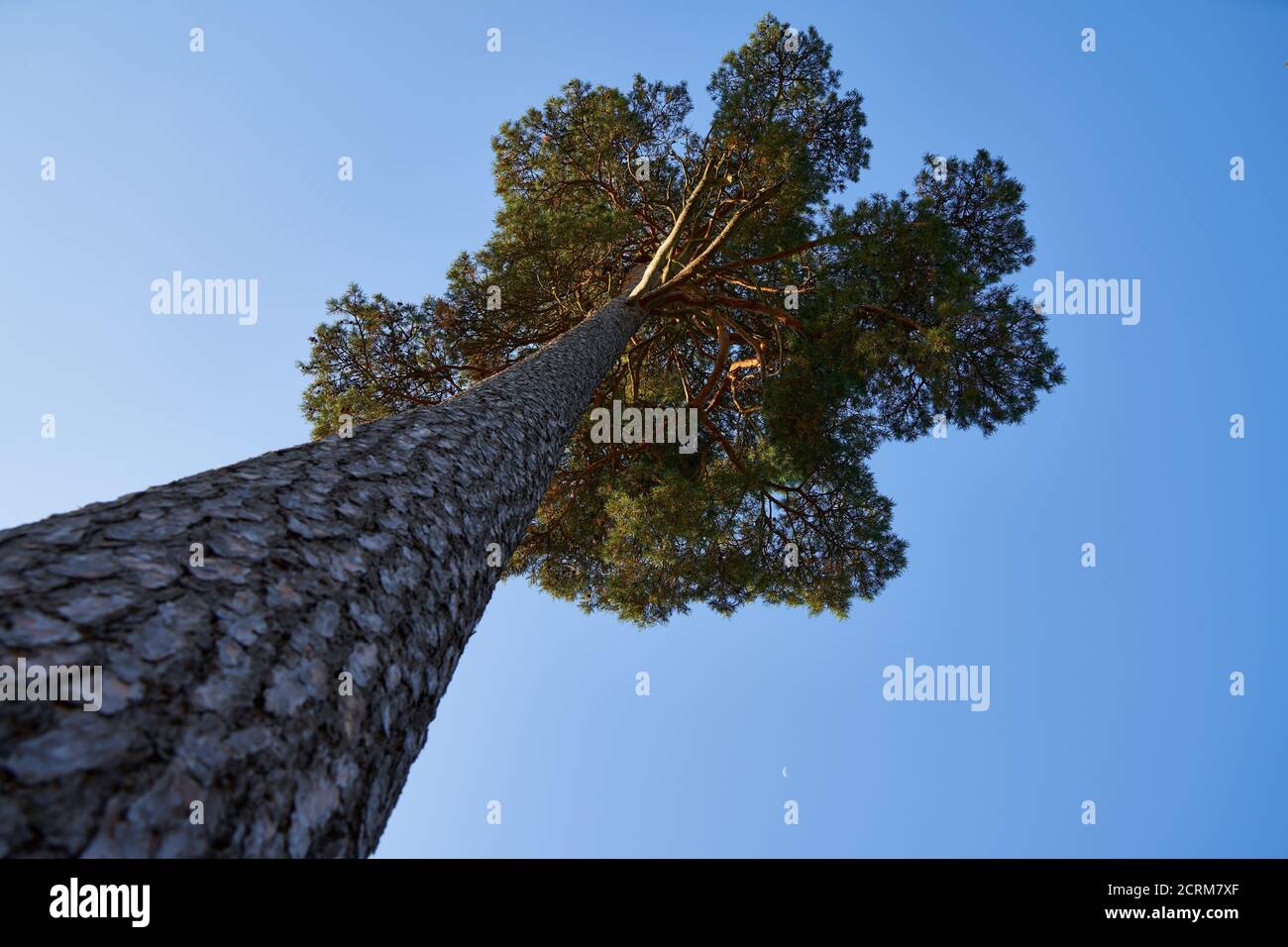 Large pine tree photographed from below, moon sickle can be seen ...