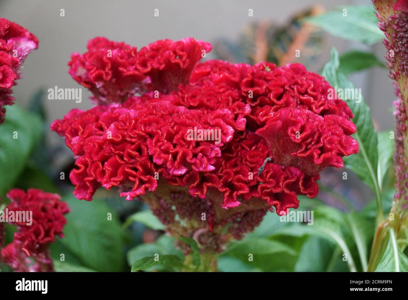 Beautiful dark red color of Cockscomb "Bombay Fire" flower Stock Photo ...