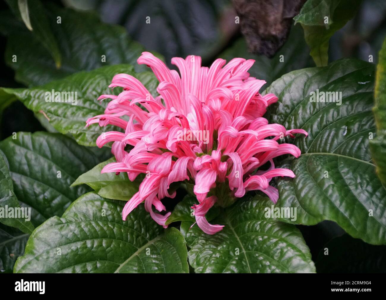 Light pink color of Brazilian-Plume flowers blooming in the summer ...