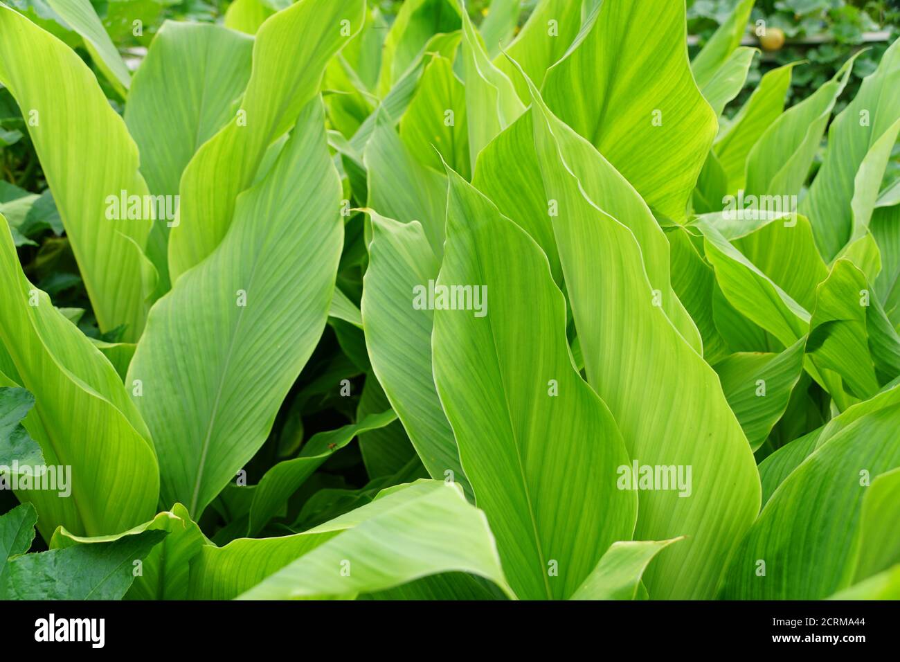 The fresh green turmeric leaves, used for cooking ingredients Stock ...