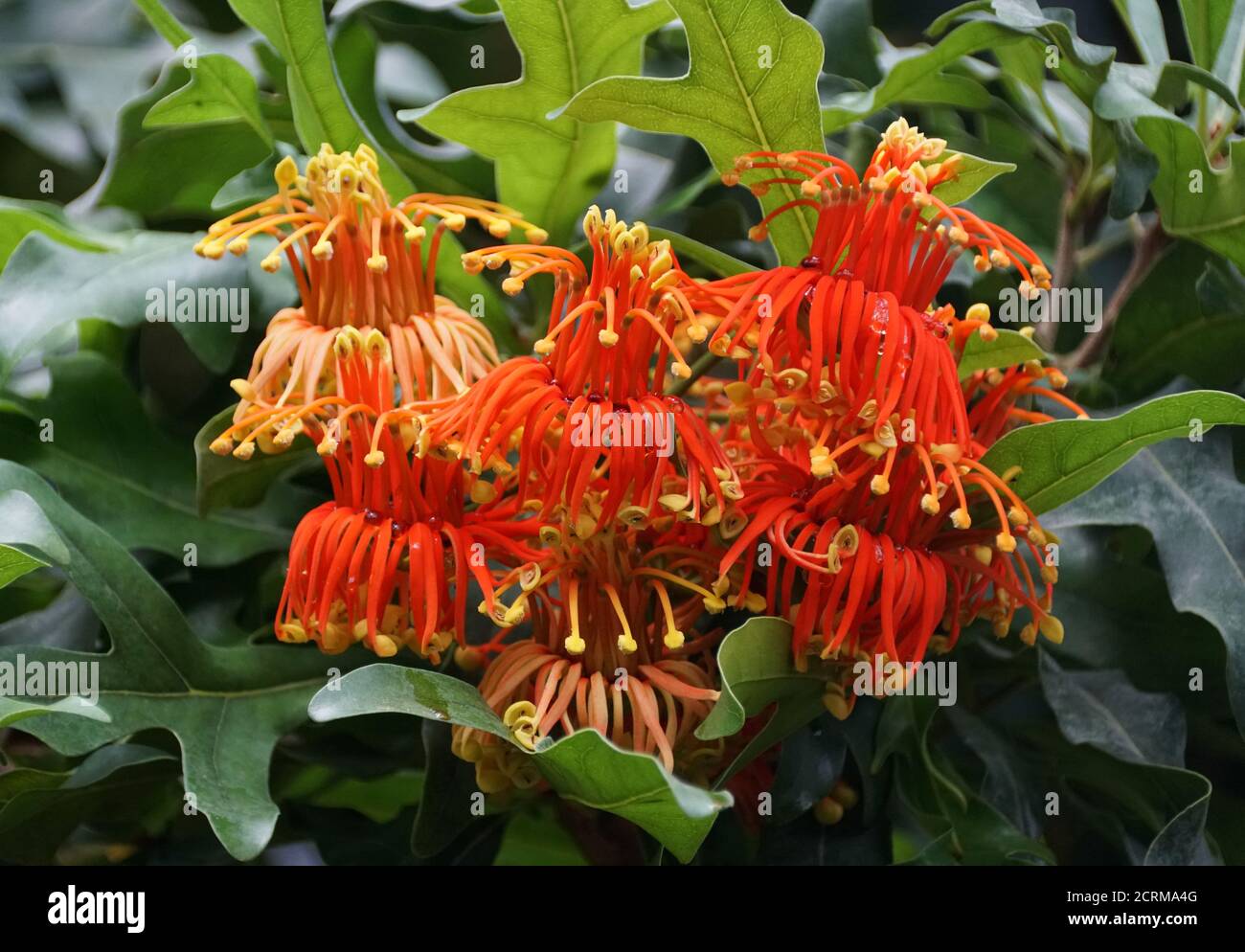 Bright red and orange color of Firewheel tree flowers from Australia ...
