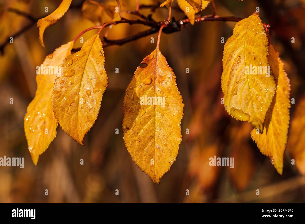 dry fallen leave in a quiet park in an autumn afternoon Stock Photo - Alamy