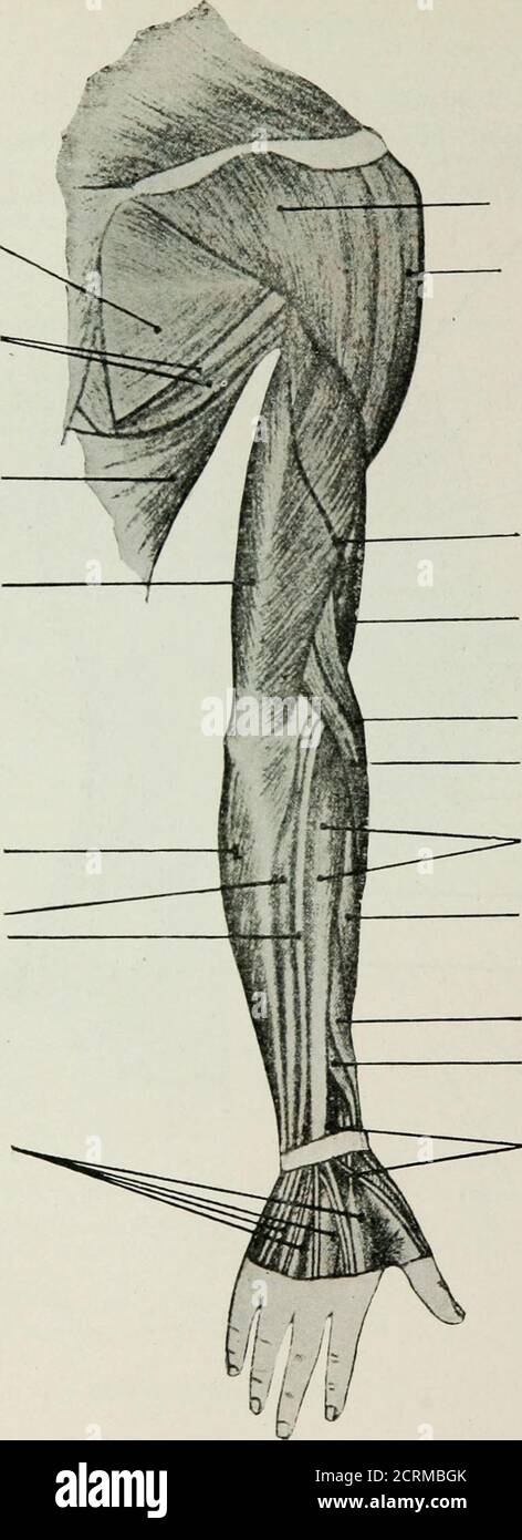 Triceps brachii hi-res stock photography and images - Alamy