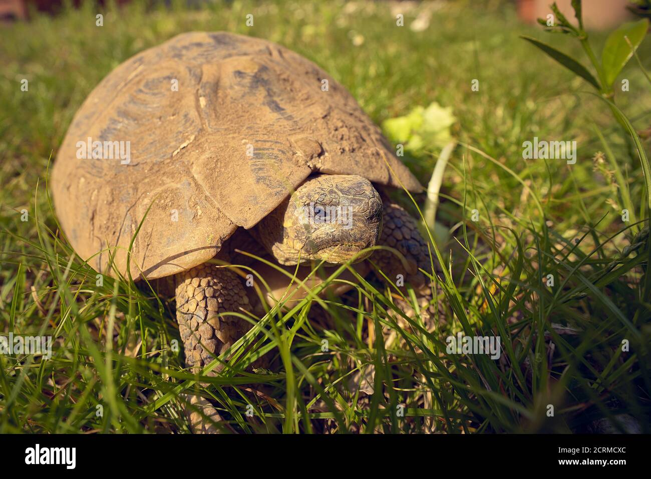 Land turtle hi-res stock photography and images - Alamy