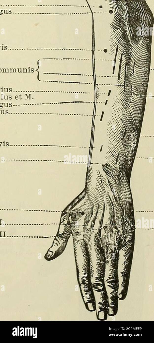 M extensor digitorum communis hi-res stock photography and images - Alamy