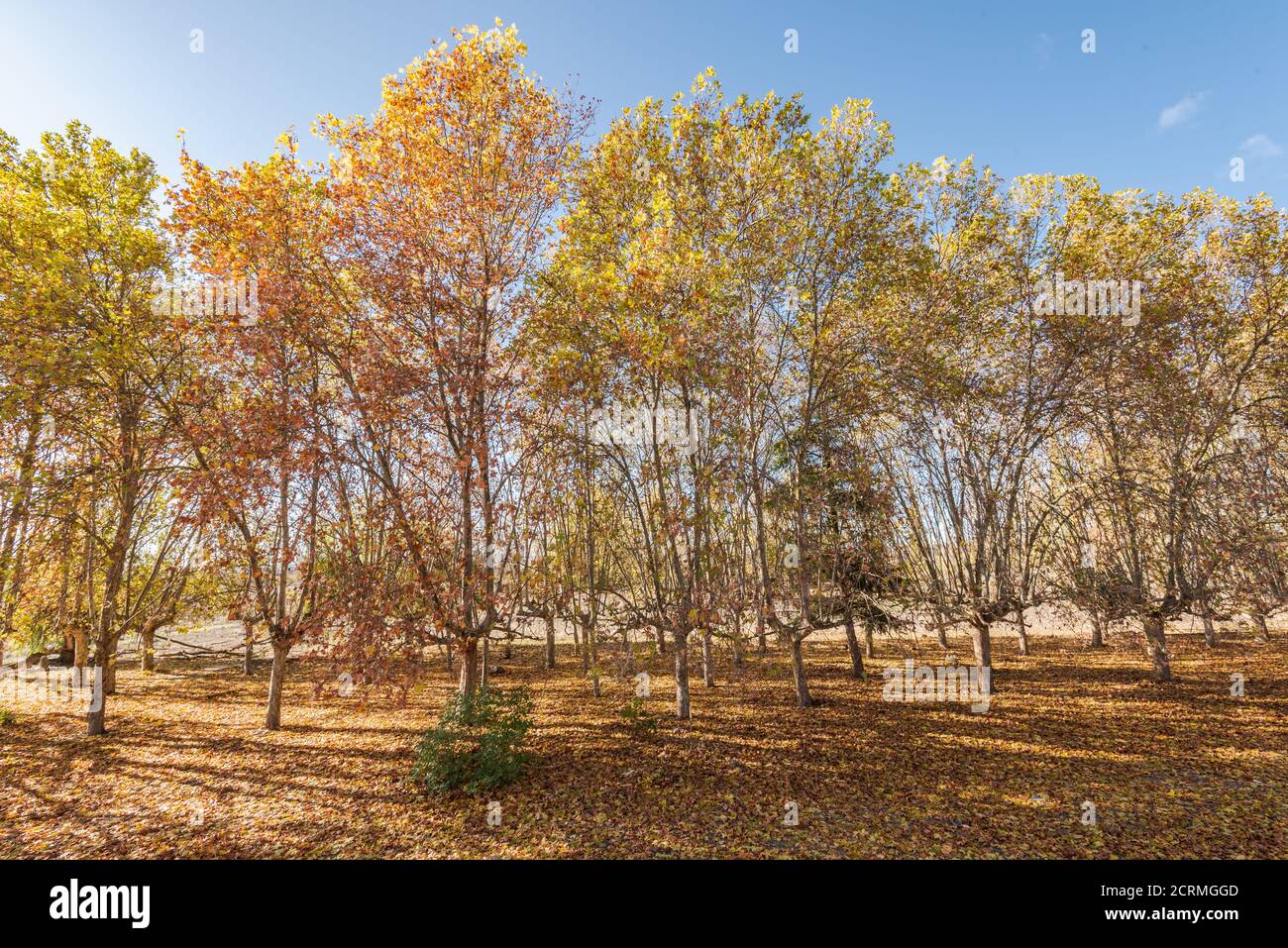 Autumn colors, trees with red, orange and yellow leaves in Spain Stock ...
