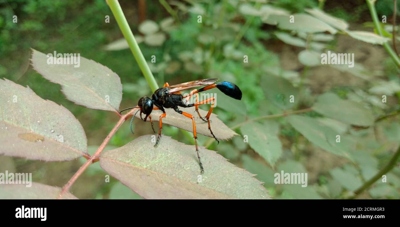 Flying creature isolated on leaf blur natural background Stock Photo ...
