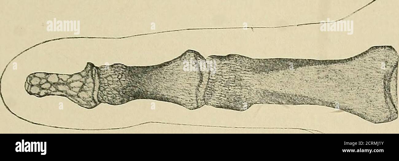 Skiagraphy hi-res stock photography and images - Alamy