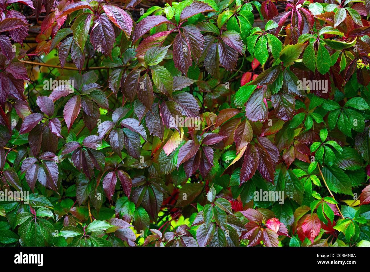 Background. Wall of grape leaves. Autumn colors Stock Photo - Alamy