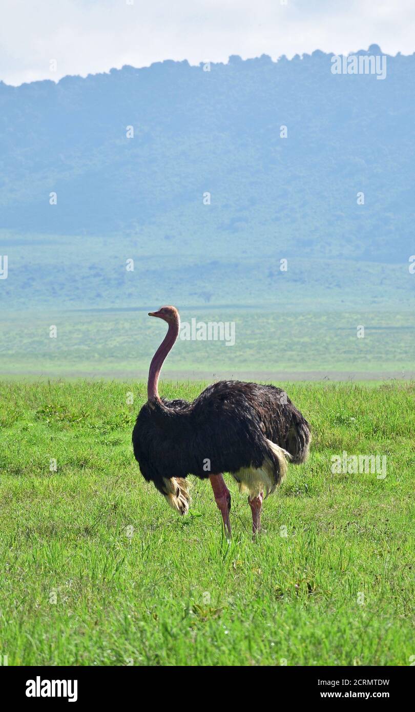 Wild Ostrich in Ngorongoro National Park in Tanzania Stock Photo - Alamy