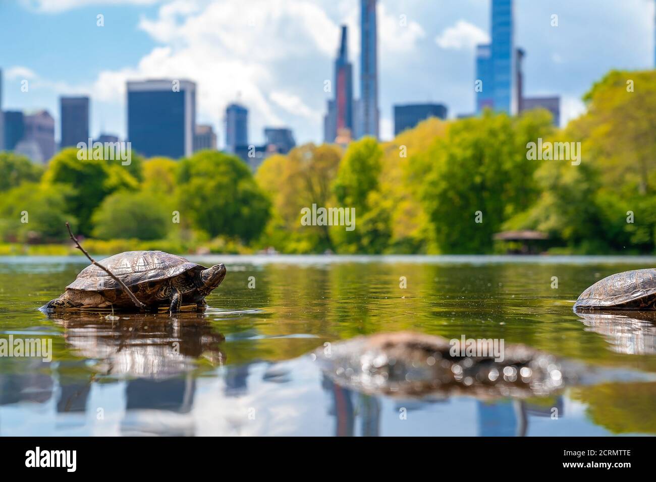 Turtles tower hi-res stock photography and images - Alamy