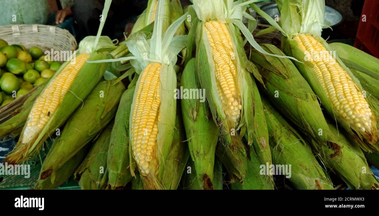 Fresh green corn isolate with mix agriculture produce farmers market ...