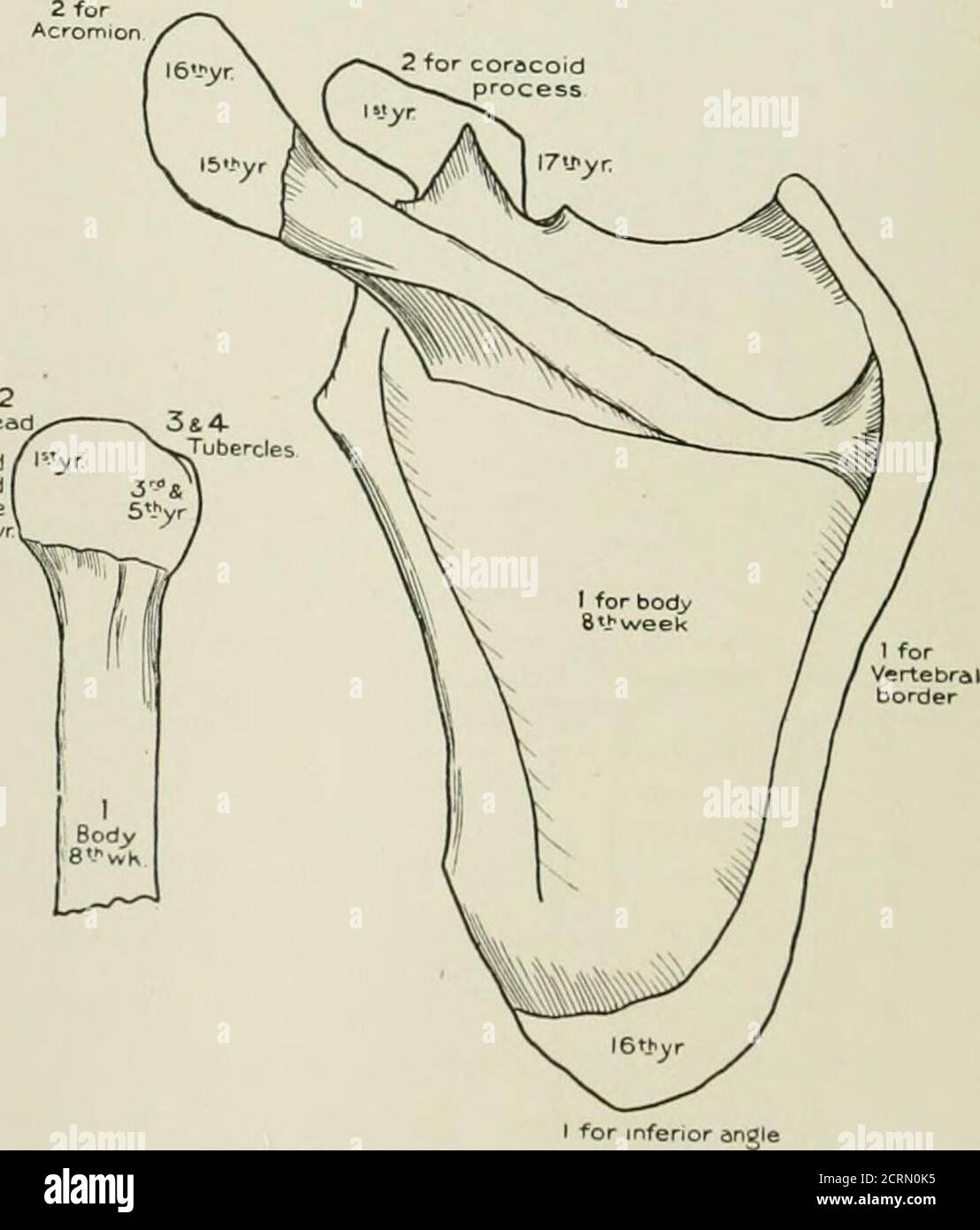 . Radiography and radio-therapeutics . Fig. 203.—Lateral view of elbow ...