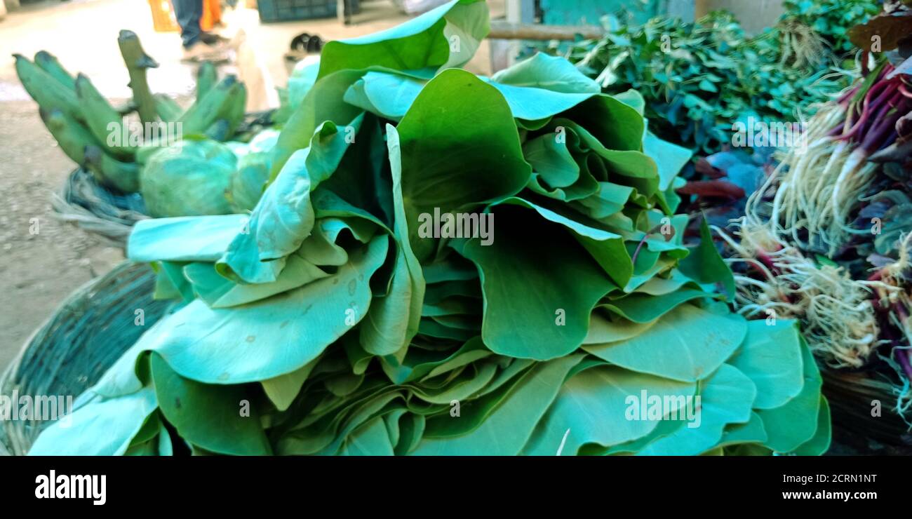 Fresh green leaf vegetable isolate with mix agriculture produce farmers ...