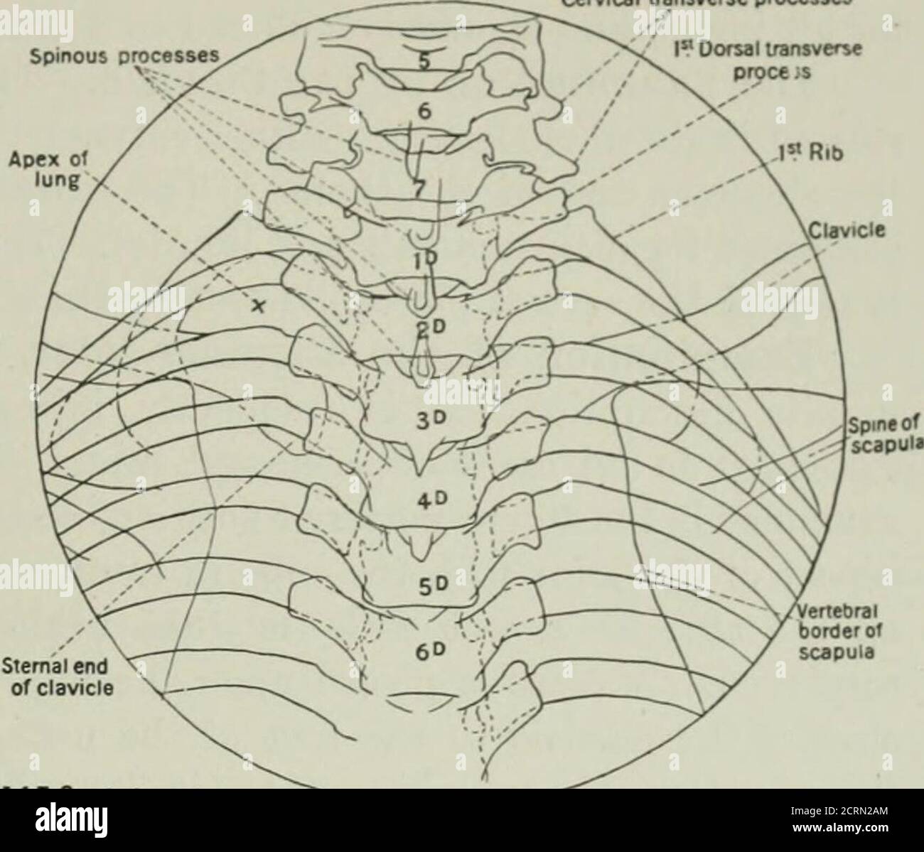 Transverse processes of cervical vertebrae hi-res stock photography and ...