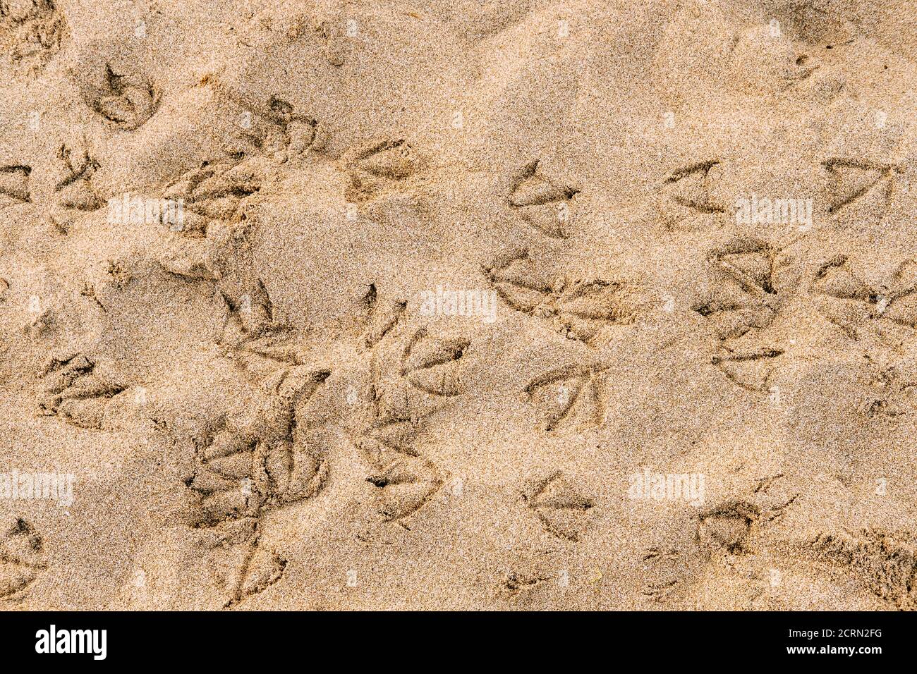 Gull tracks hi-res stock photography and images - Alamy