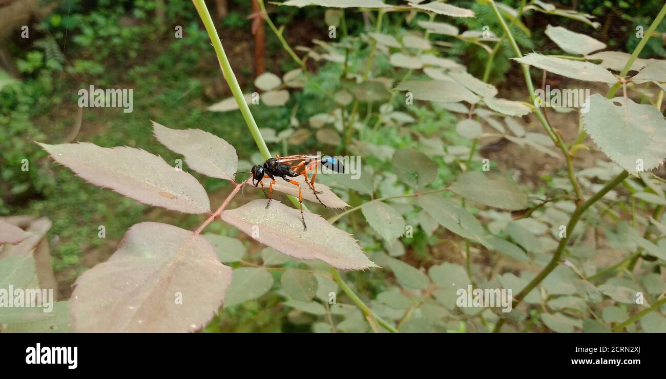 Black bee creature isolated sitting on green leaves background Stock ...