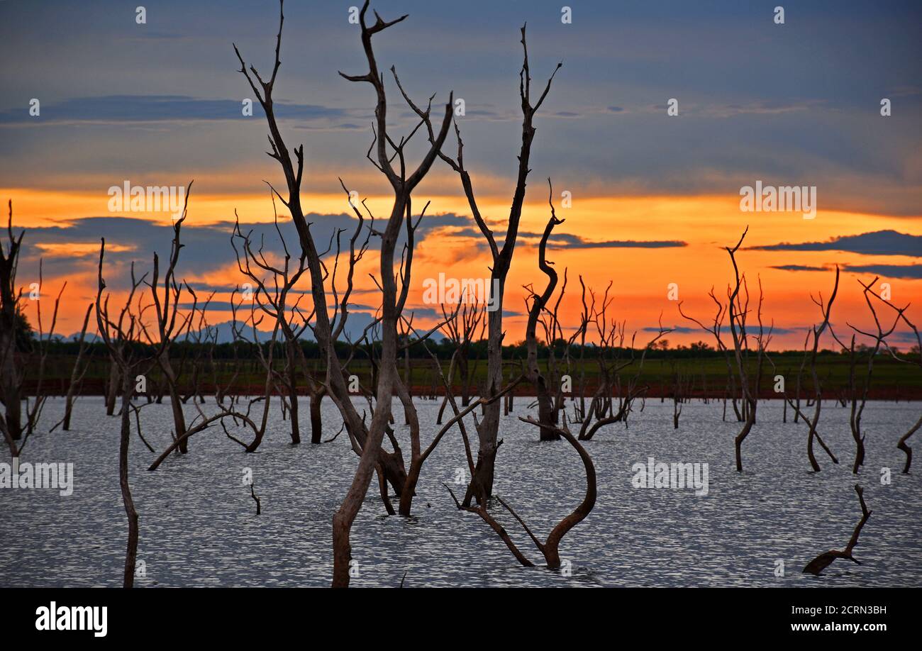 Dead tree lake kariba hi-res stock photography and images - Alamy