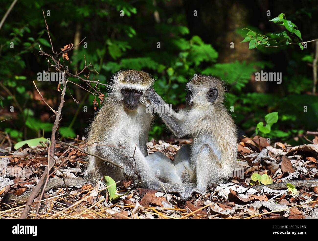Monkey at Great Zimbabwe Ruins Stock Photo - Alamy