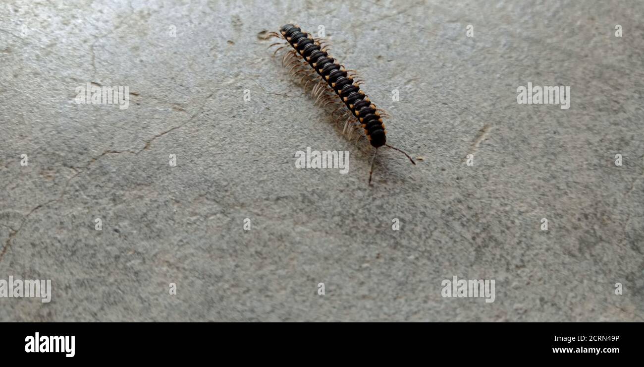 Crawling insects presented on cemented surface isolated Stock Photo - Alamy