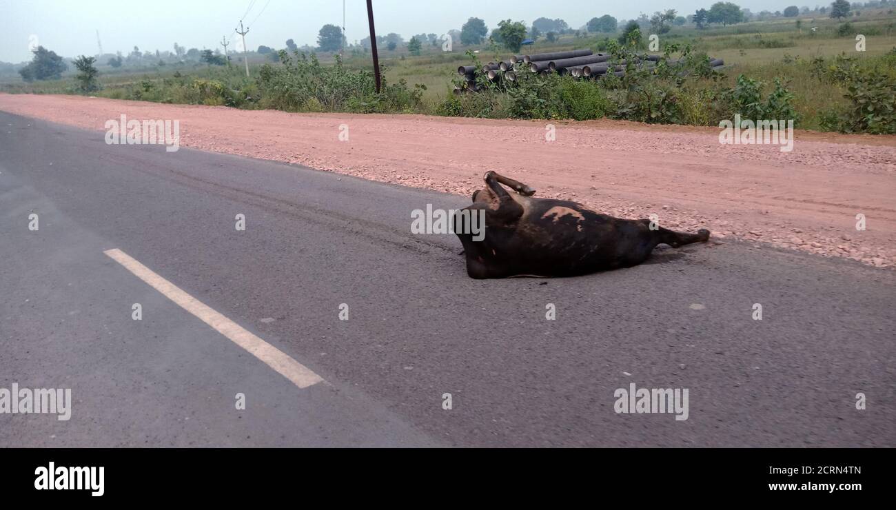 Cow lying on street hi-res stock photography and images - Alamy
