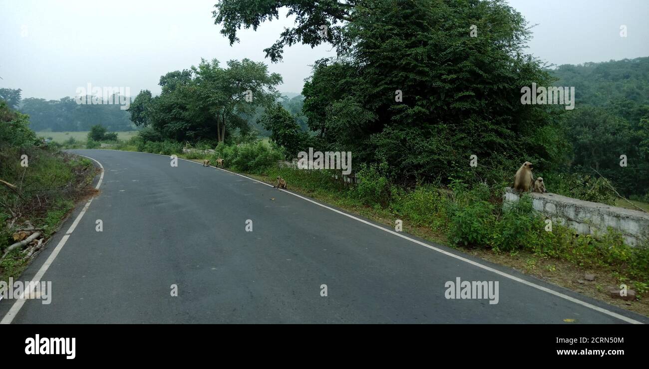 Transportation road without vehicle on forest background Stock Photo ...