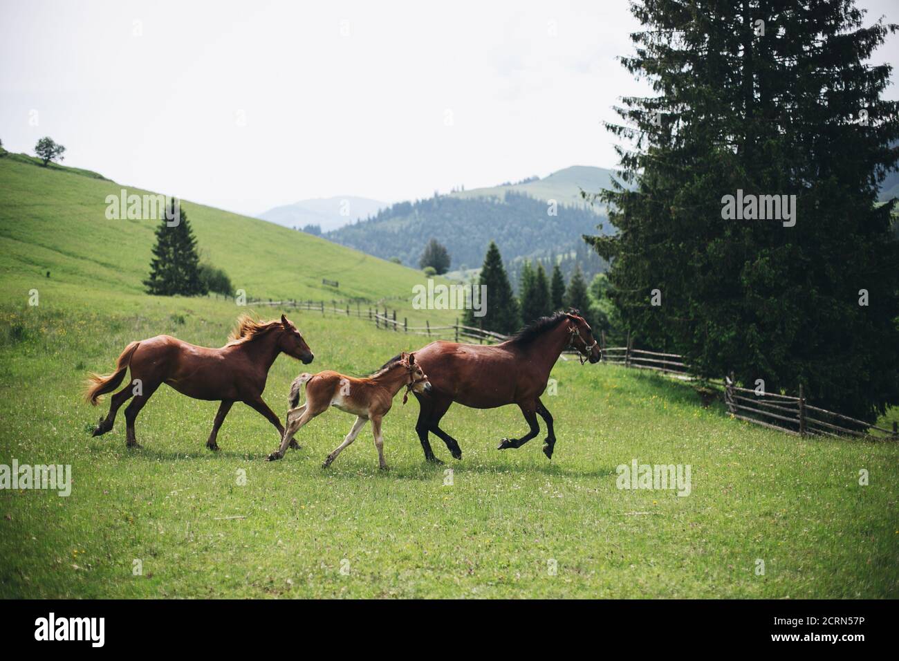 Brown horses family in the green scenery running through the valley ...