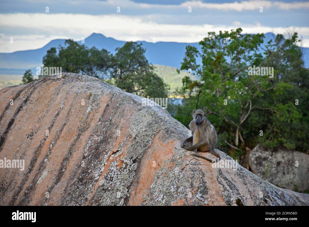 Zimbabwe monkey hi-res stock photography and images - Alamy